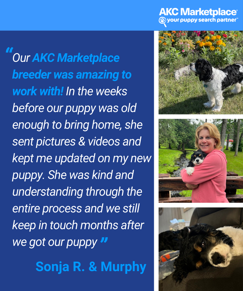 AKC Marketplace for Breeders | AKC Shop