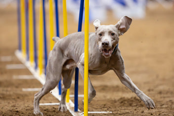 AKC TopDogs - Agility | AKC Shop