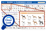 AKC Breeds Poster | AKC Shop