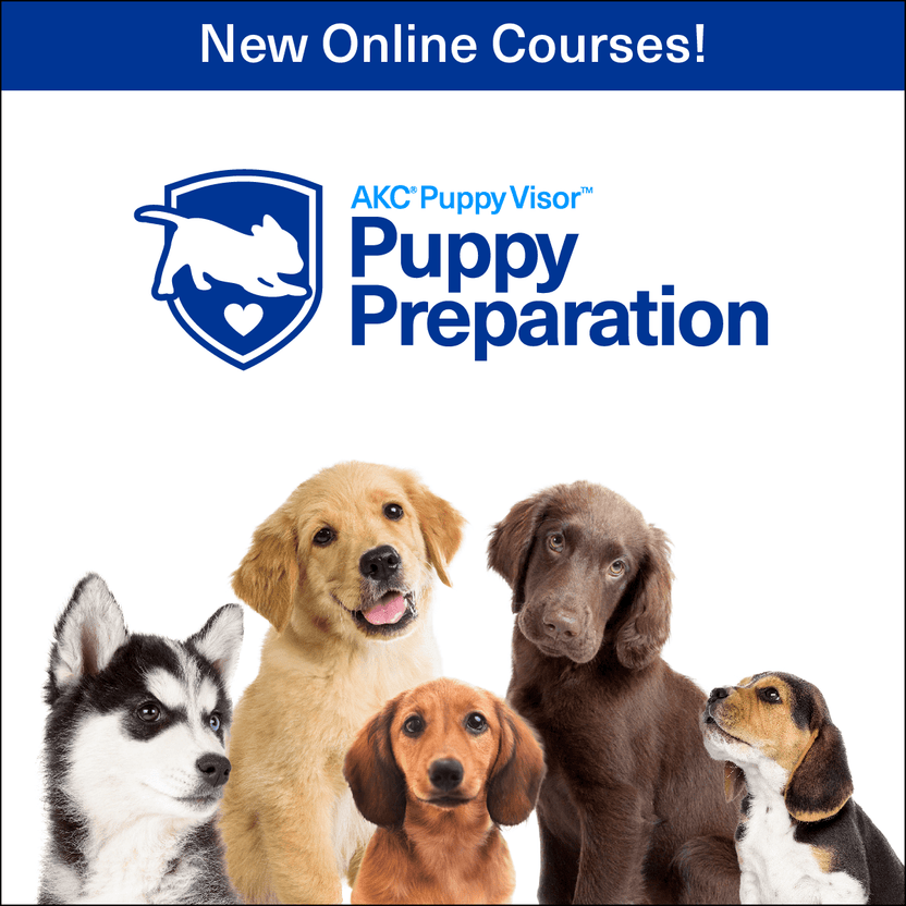 Puppy Preparation Series – Online Courses | AKC Shop