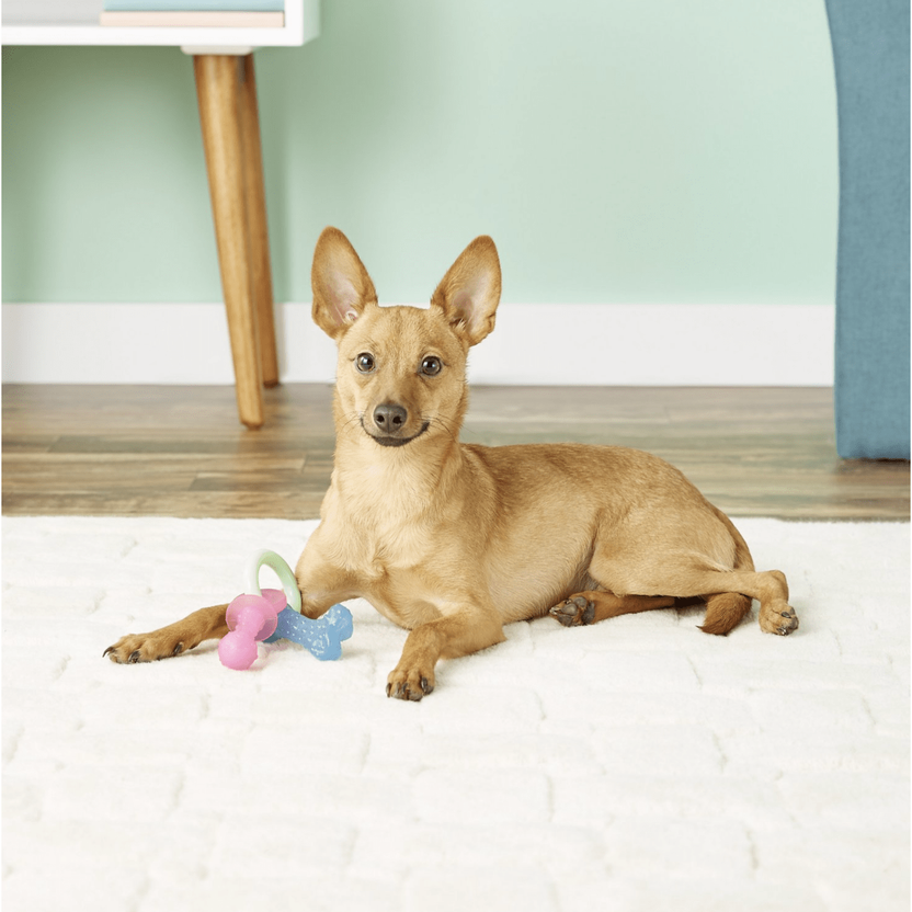 Nylabone Teething Pacifier Puppy Chew Toy | AKC Shop
